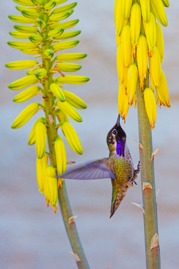 Male Costa's Hummingbird - Co|So - Copley Society of Art