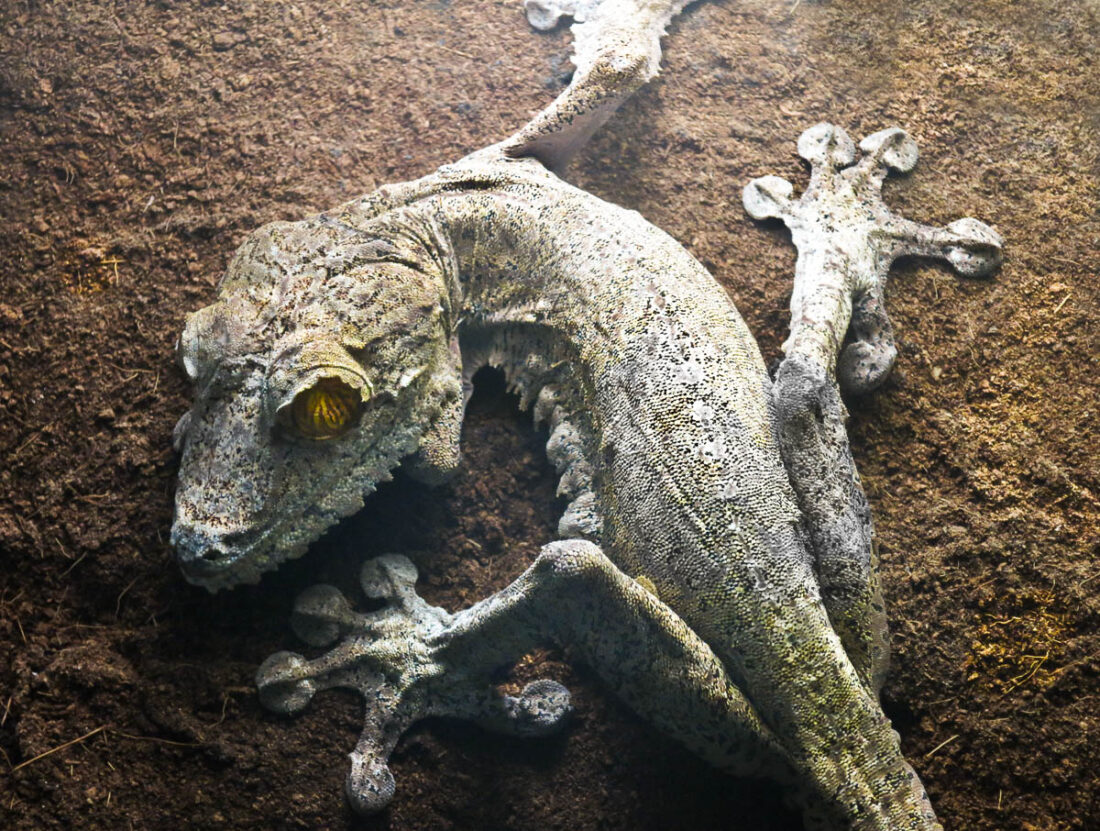 Lounging Lizard - Co|So - Copley Society of Art
