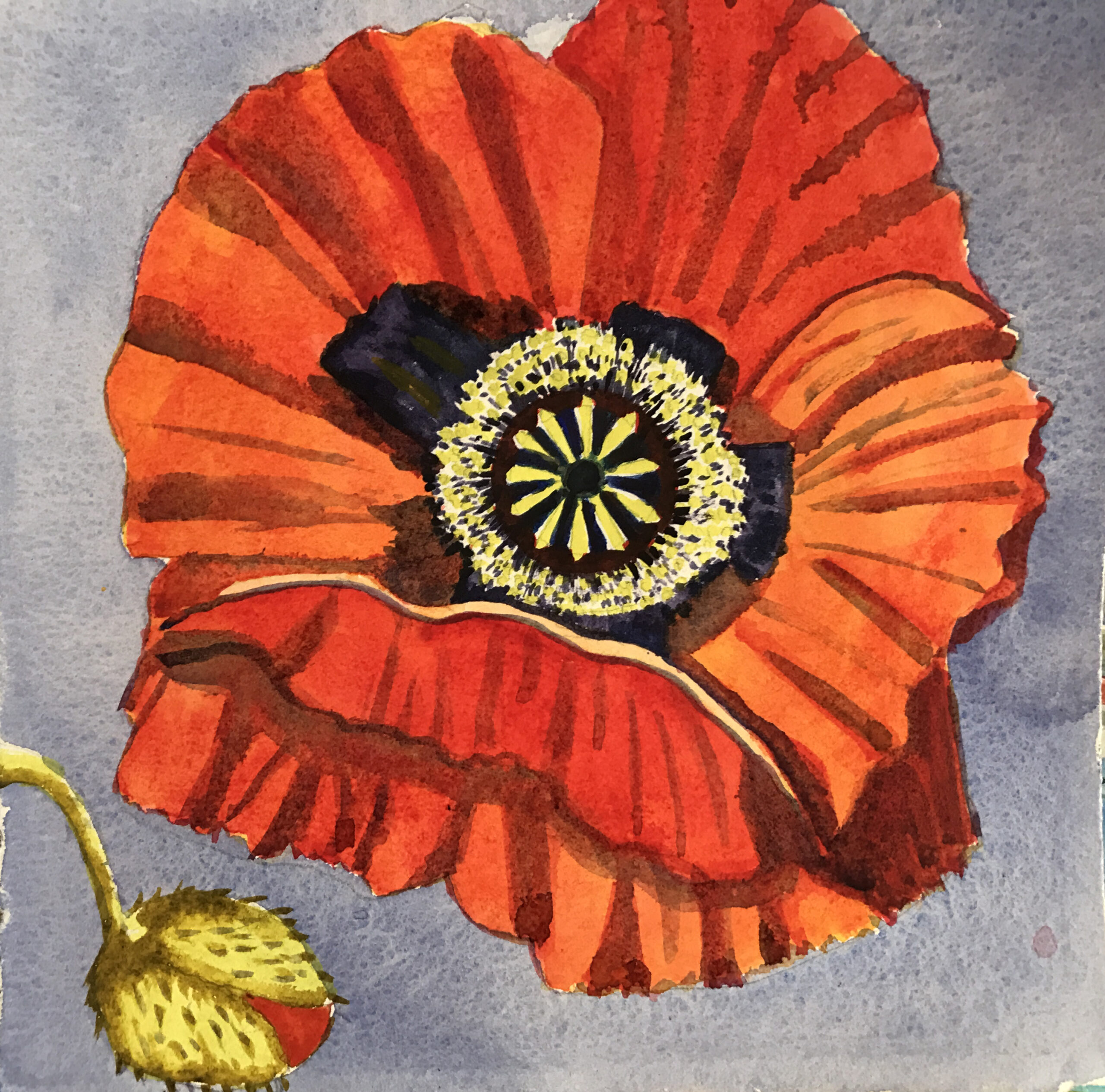 Poppy - Co|So - Copley Society of Art