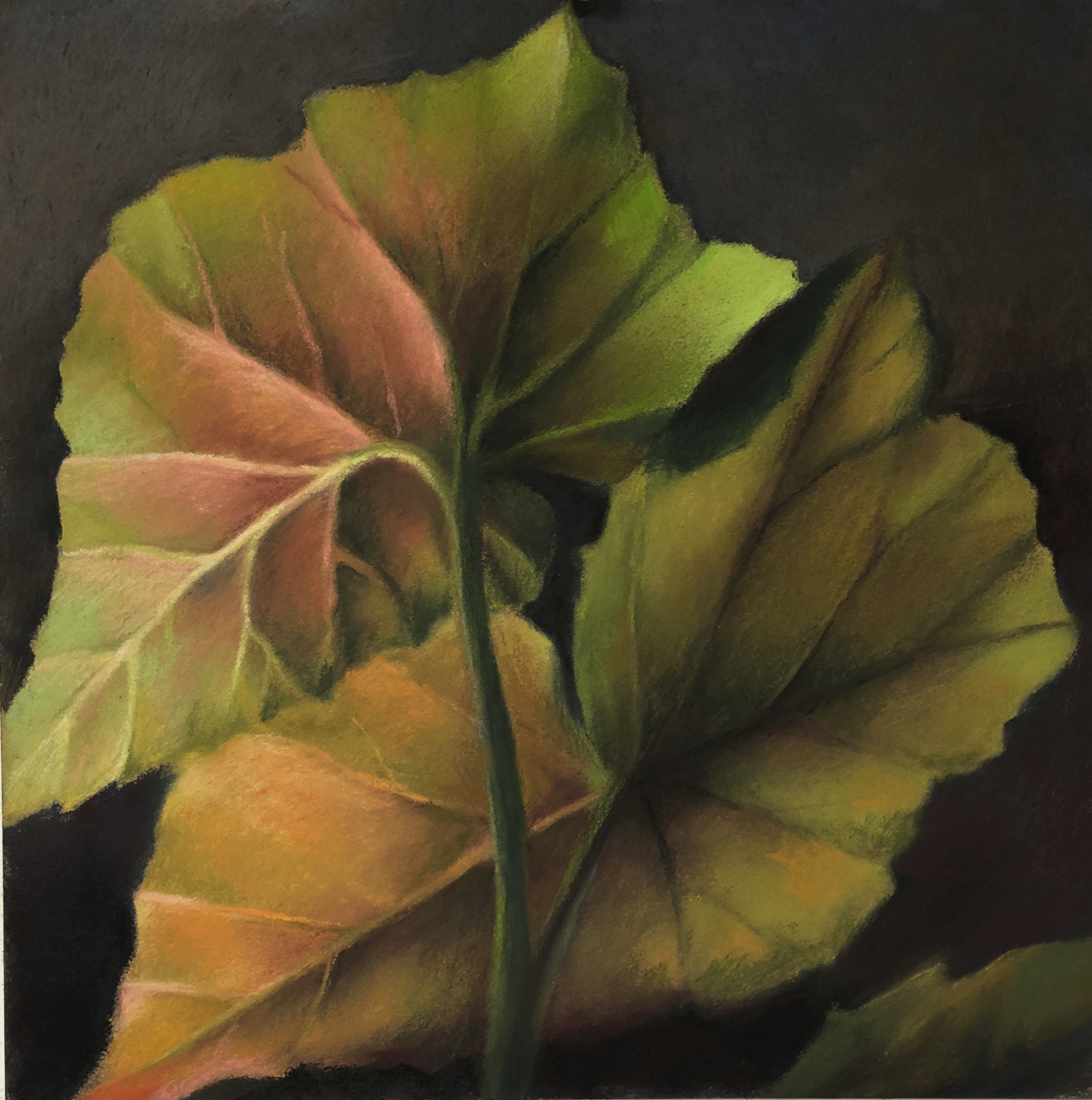 Begonia Leaves - Co|So - Copley Society of Art