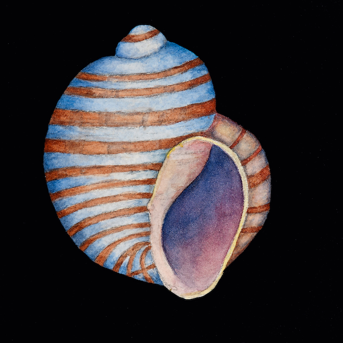 Still Life With Shell - Co|So - Copley Society of Art