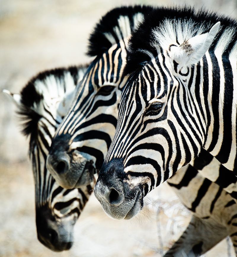 Vigilant - Co|So - Copley Society of Art