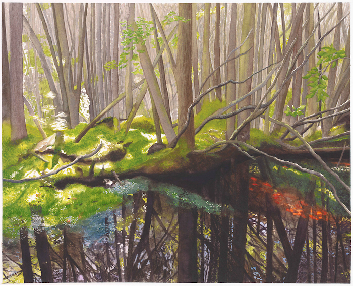 Atlantic White Cedar Swamp, South Wellfleet, MA - Co|So - Copley ...